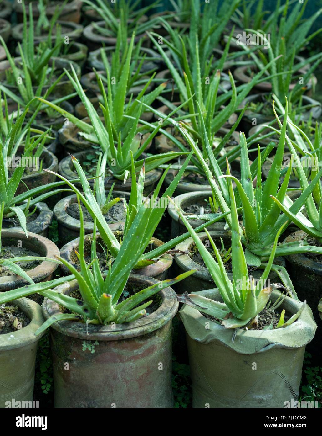 Aloe vera succulents in plants nursery Stock Photo - Alamy