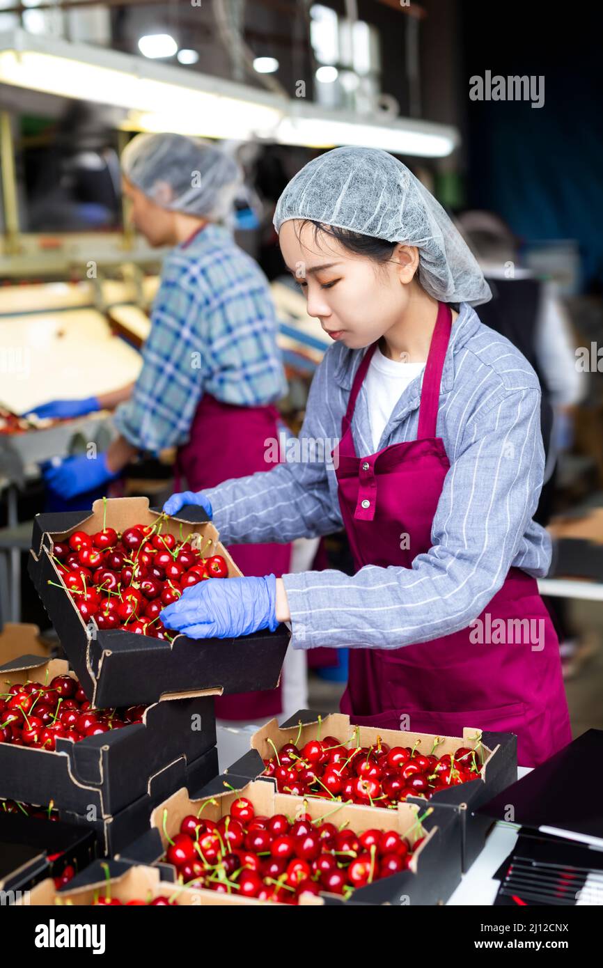 Women sorting cherry Stock Photo - Alamy