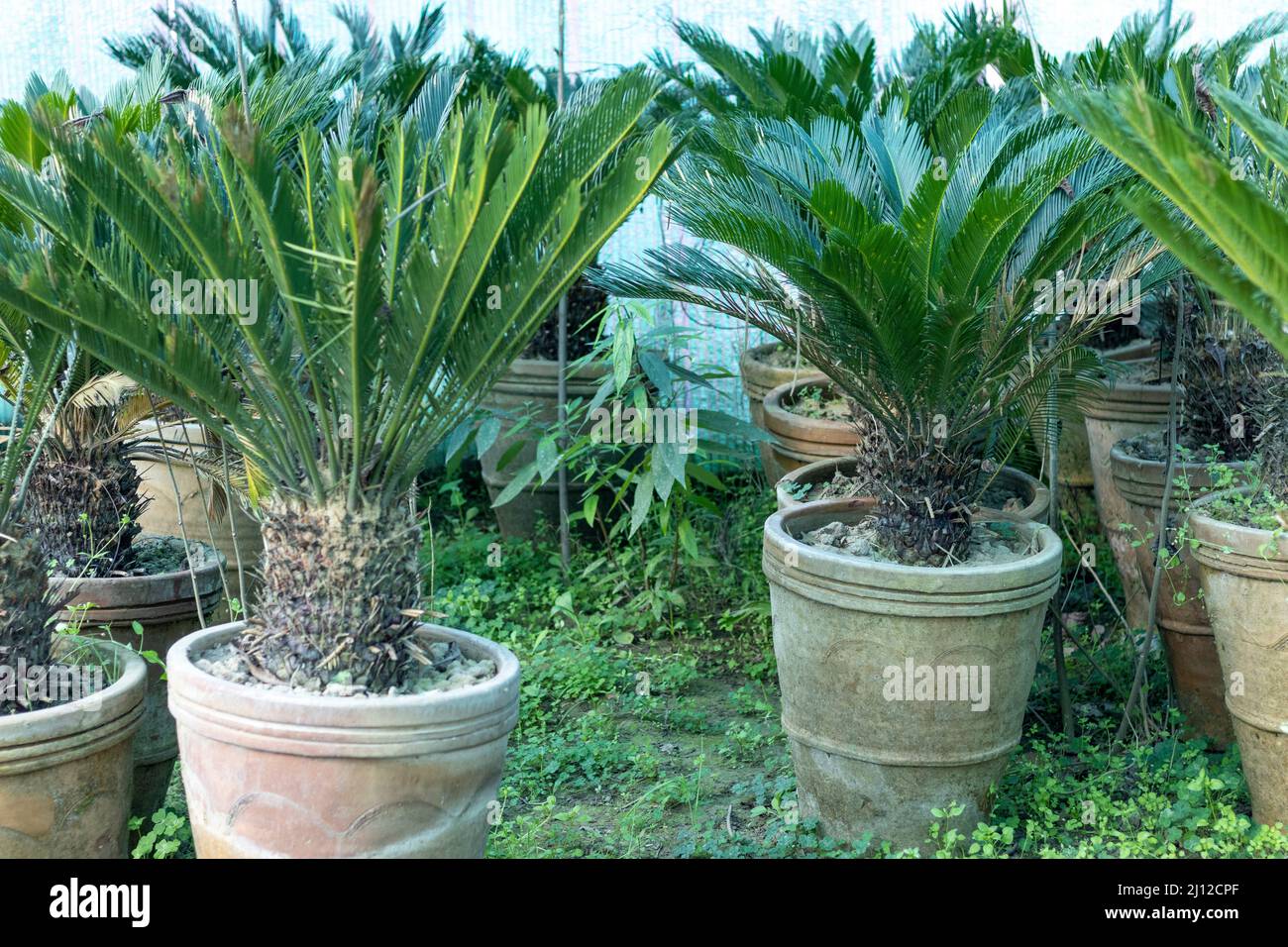 Japanese sago palm potted big trunk plants Stock Photo - Alamy