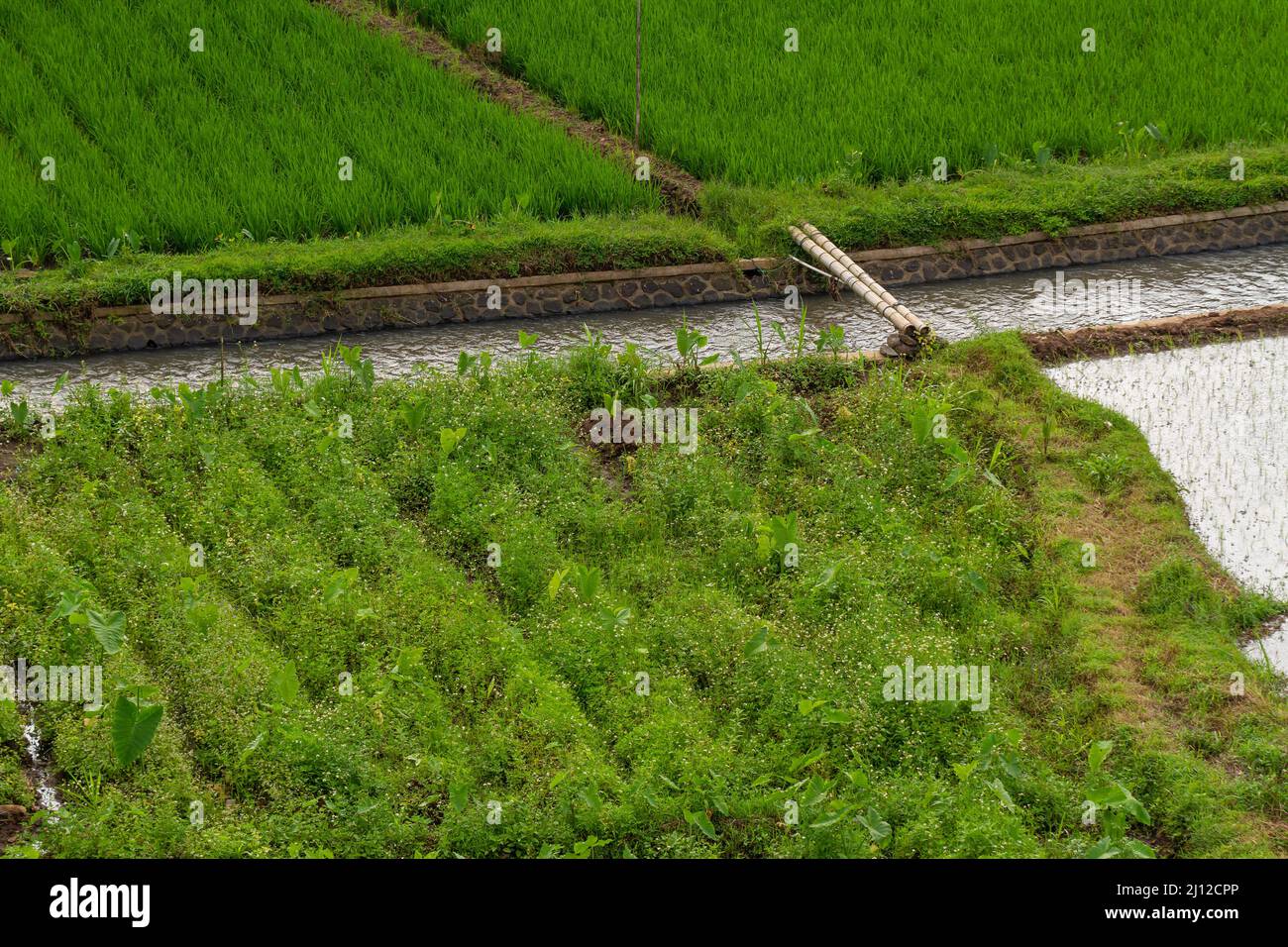 Rice fields overgrown with small rice plants with abundant water ...