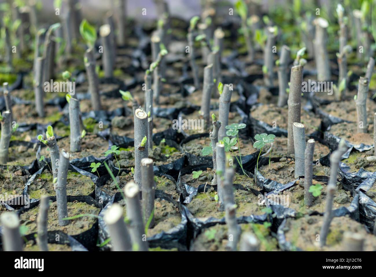 Fig tree leaf branch young sprouting fruit hi-res stock photography and ...