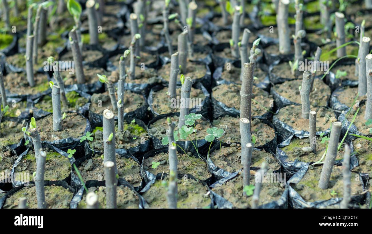 Fig fruit plants propagation from stem cuttings Stock Photo - Alamy
