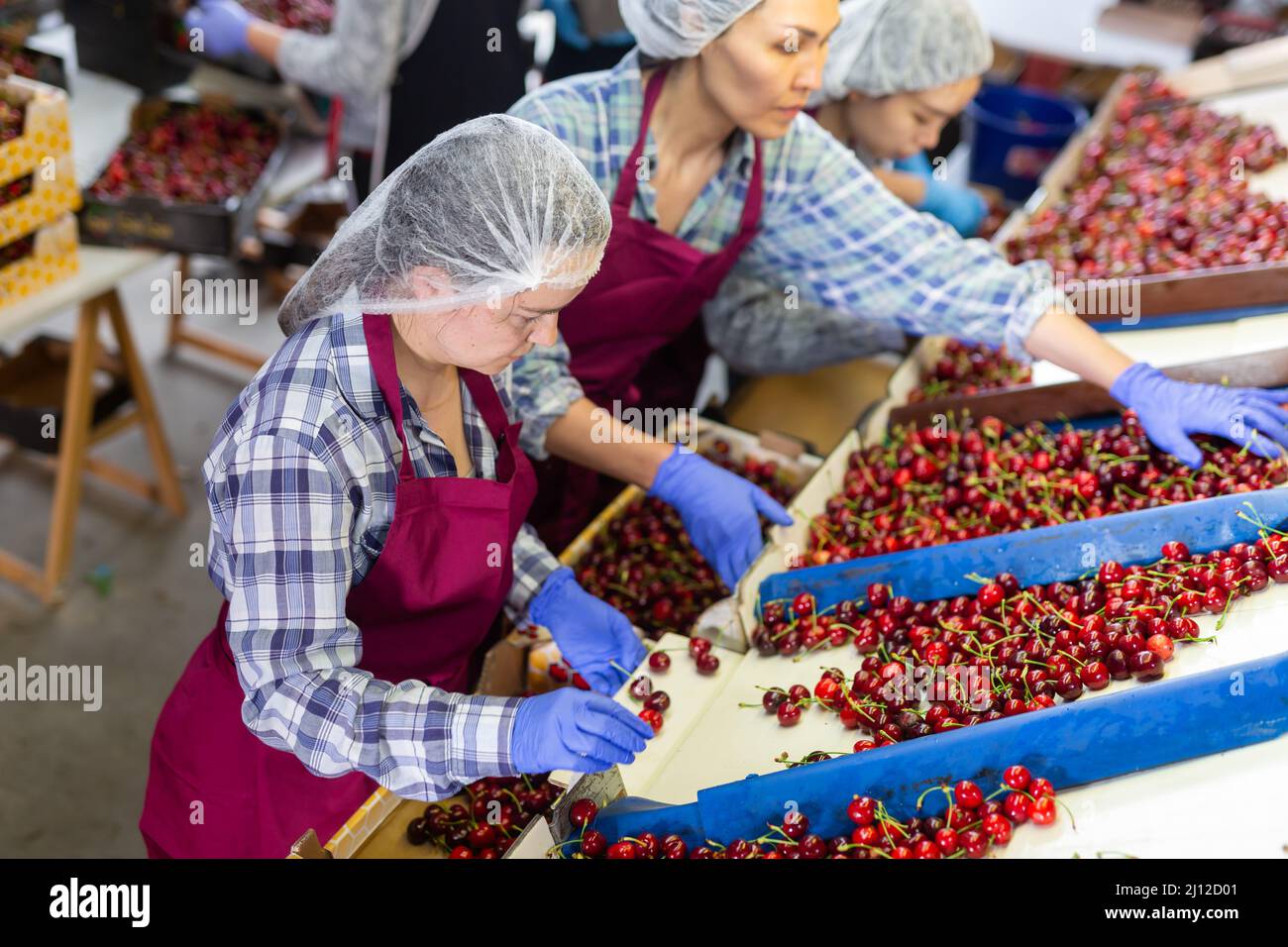 Women are sorting cherries Stock Photo - Alamy