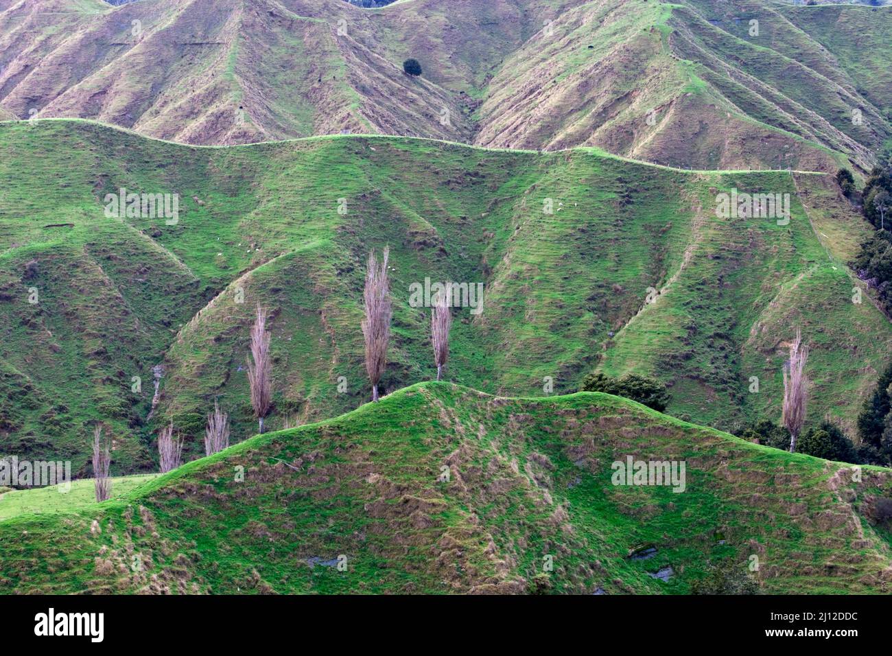 Tahora Saddle is a spectacular vantage point for the central North ...
