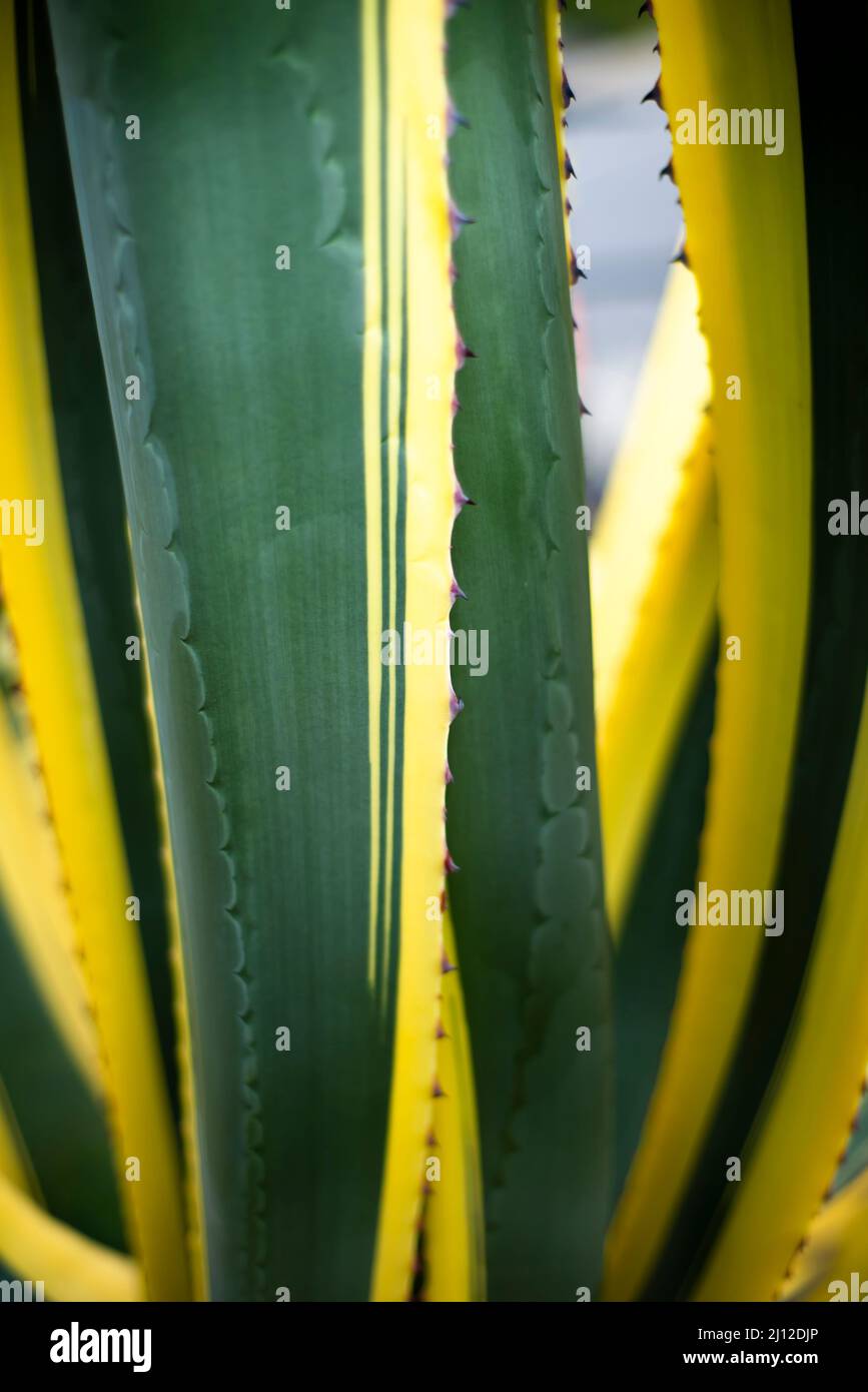 Agave leaves pattern hi-res stock photography and images - Alamy