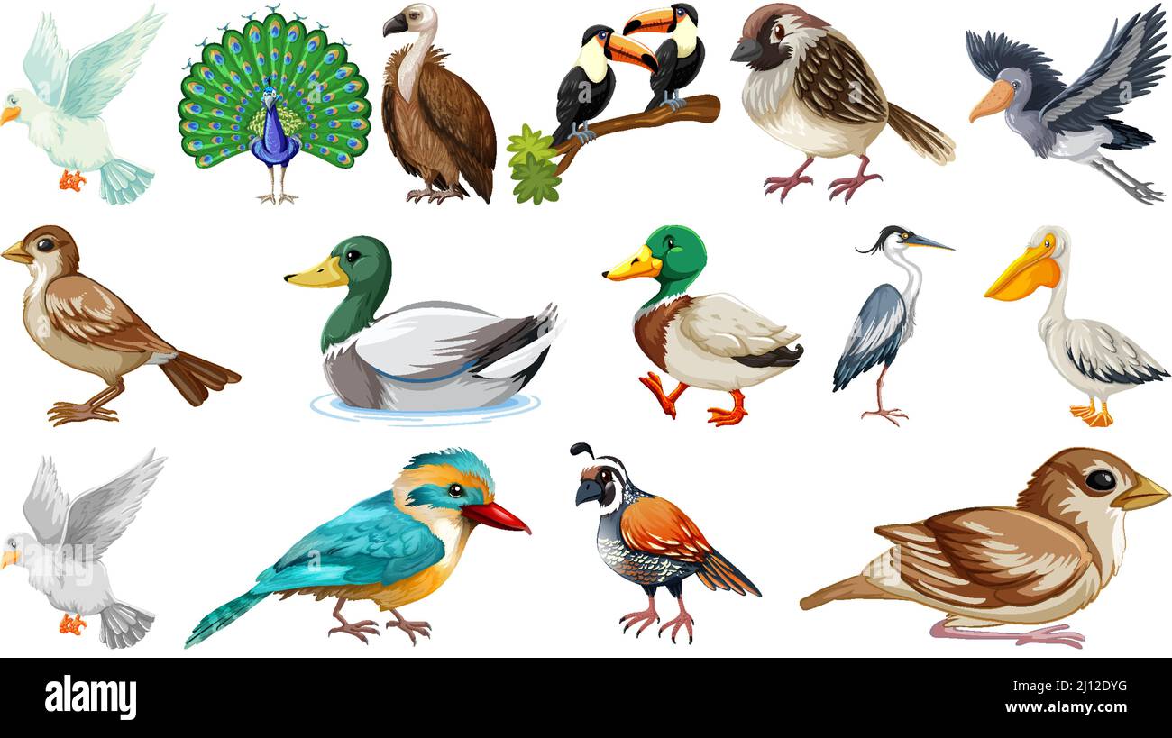 Different kinds of birds collection illustration Stock Vector Image ...