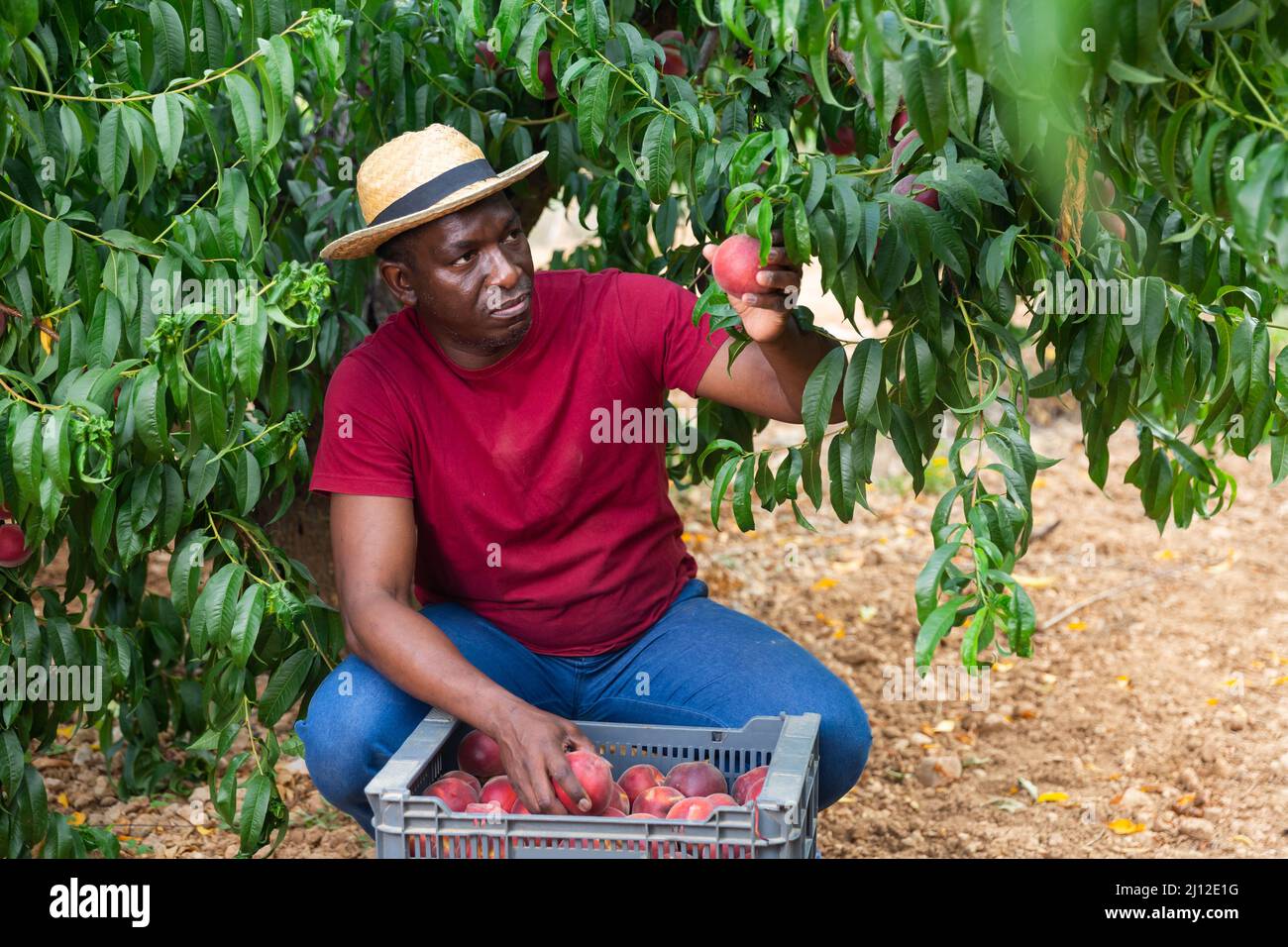 Peach picker hi-res stock photography and images - Alamy
