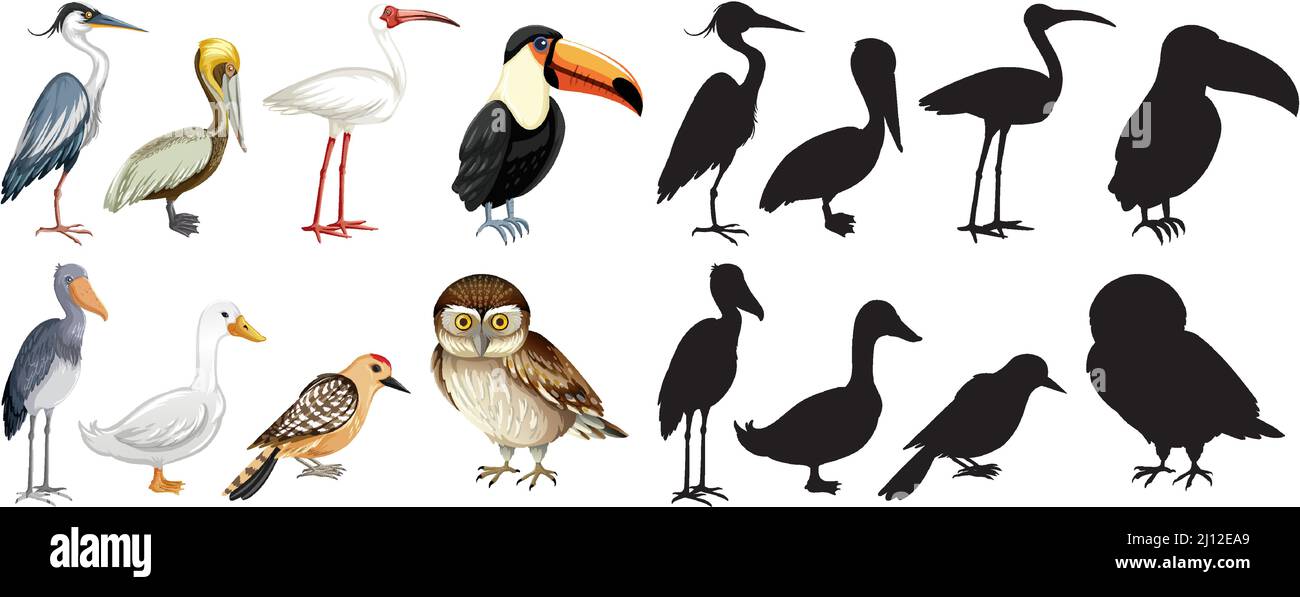 Set of bird cartoon character illustration Stock Vector Image & Art - Alamy