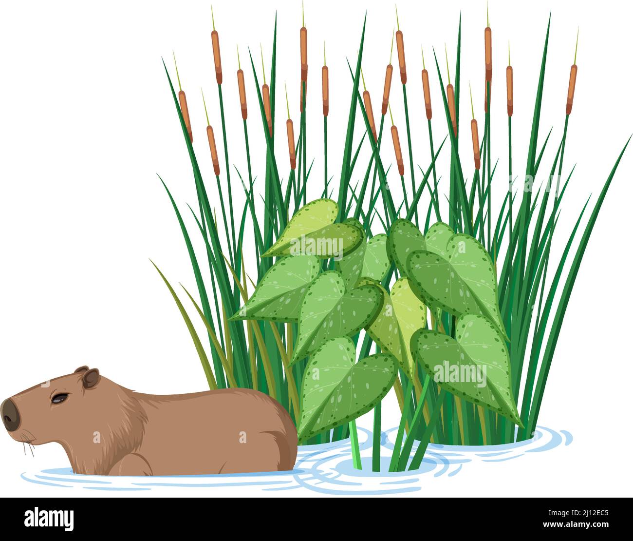 Wombat swimming in water illustration Stock Vector Image & Art - Alamy