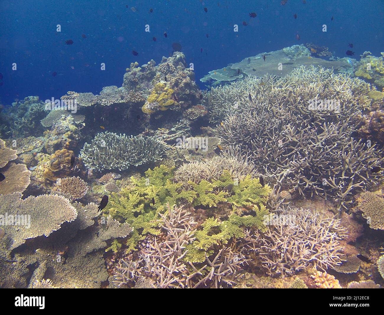 Coral reef water plants hi-res stock photography and images - Alamy