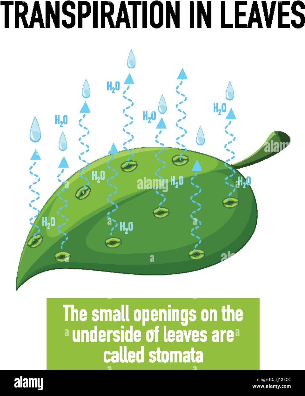 Science concept with transpiration in leaves illustration Stock Vector ...