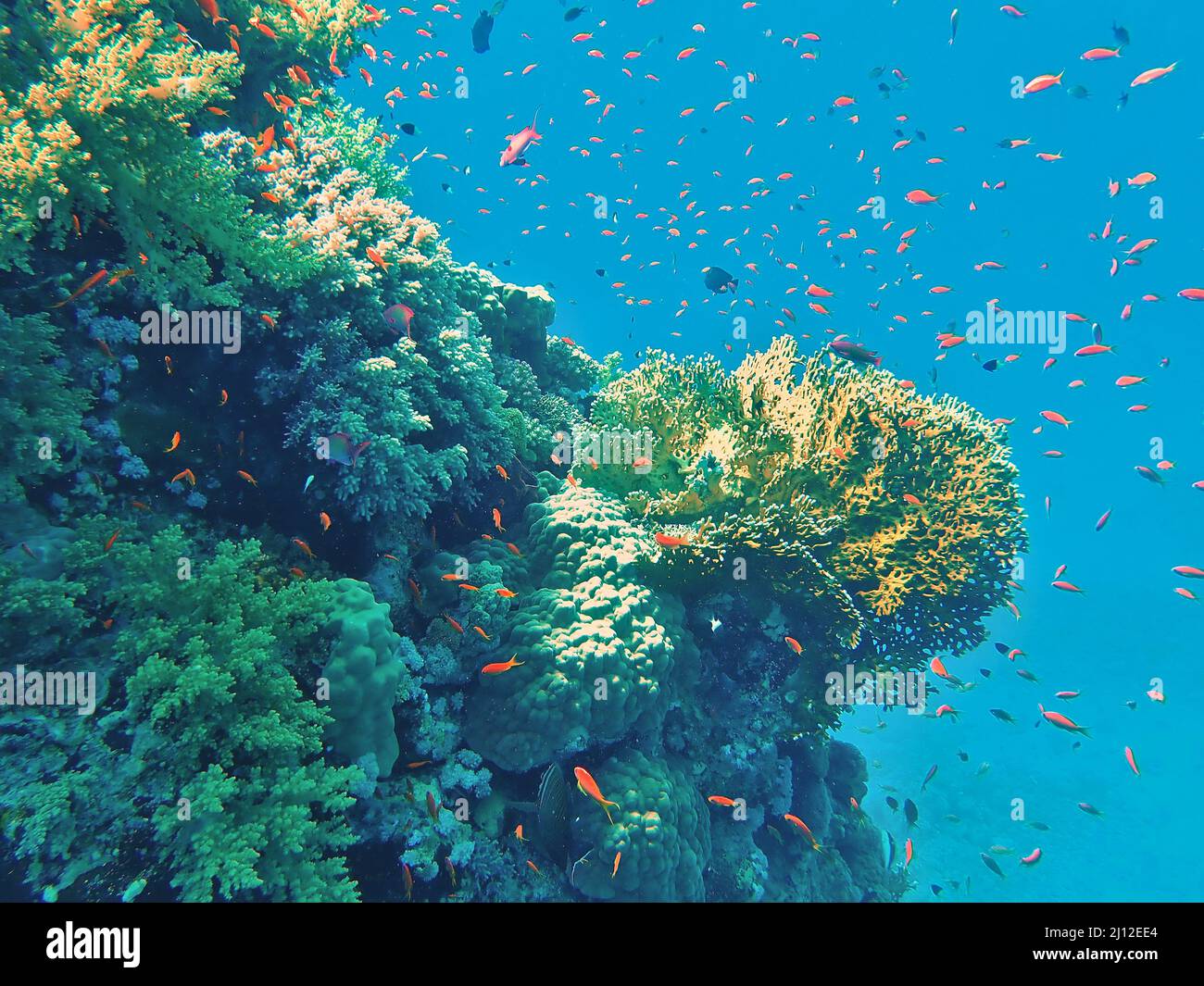 fishes at coral reef Stock Photo - Alamy