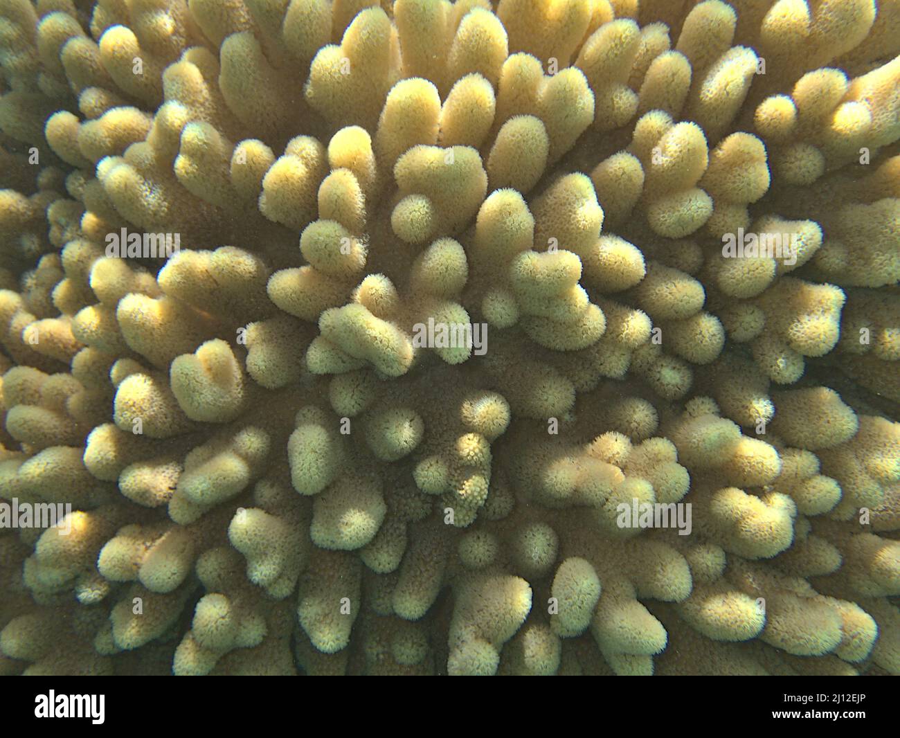 Underwater bacteria hi-res stock photography and images - Alamy