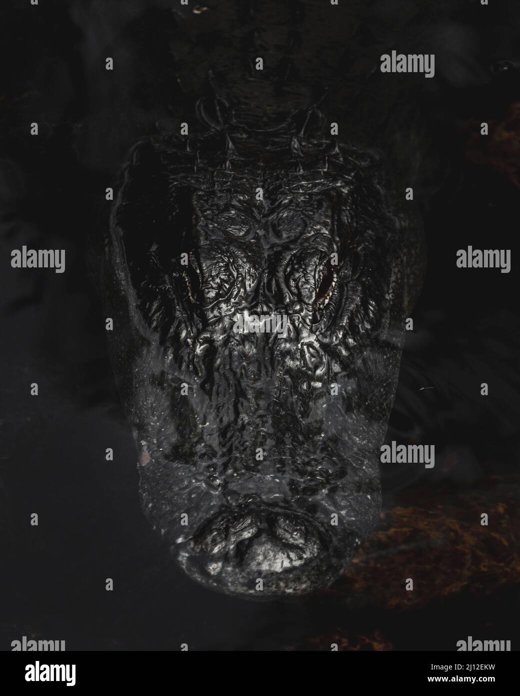 Closeup of an alligator in water at night Stock Photo - Alamy