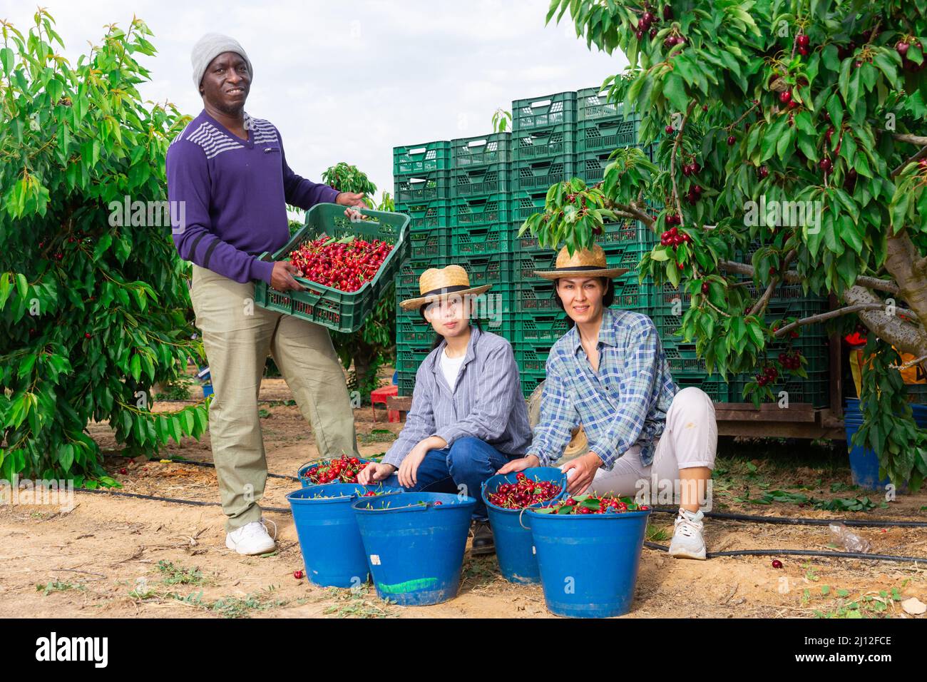workers working at the cherry farm Stock Photo - Alamy