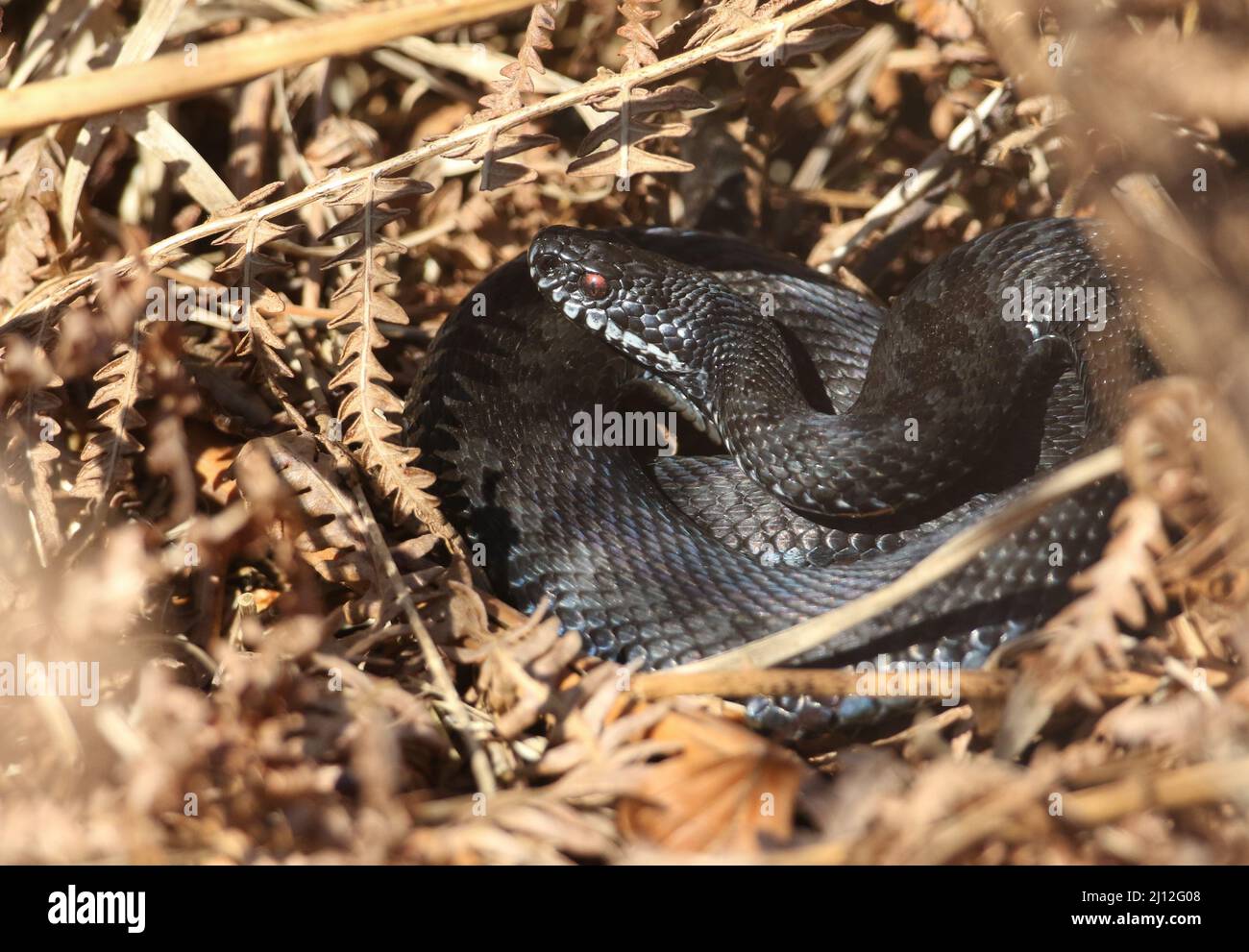 A rare Melanistic (black) Adder, Vipera berus, just out of hibernation ...