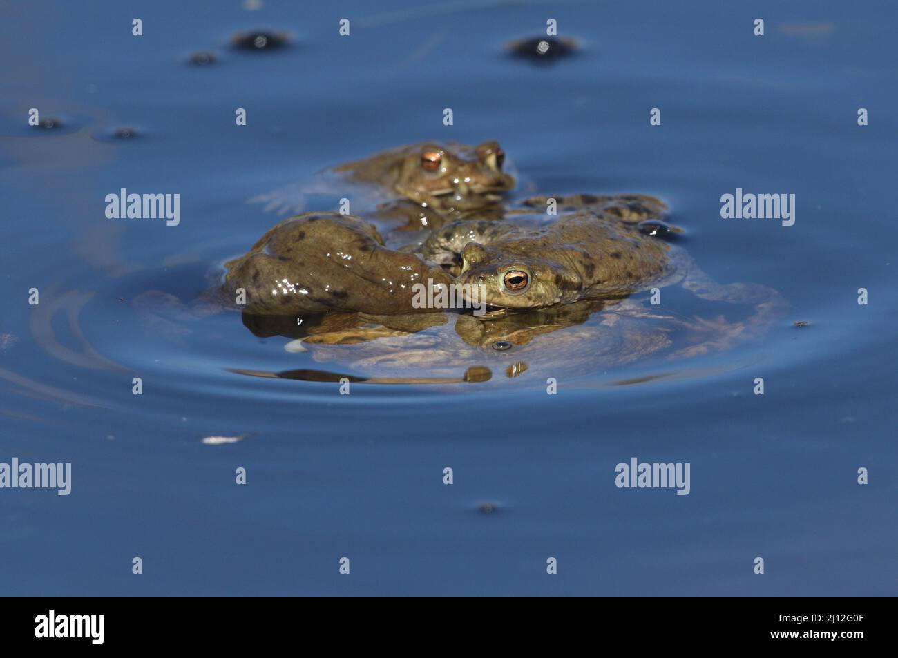 A large ball of mating Common Toads, Bufo bufo, in a pond in springtime ...