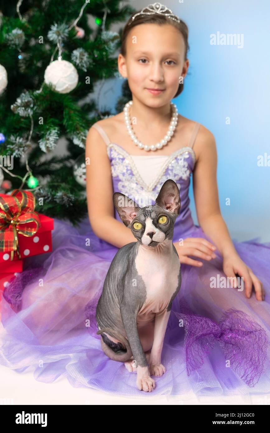 Purebred Sphynx Cat looking at camera, sitting near nine years old ...