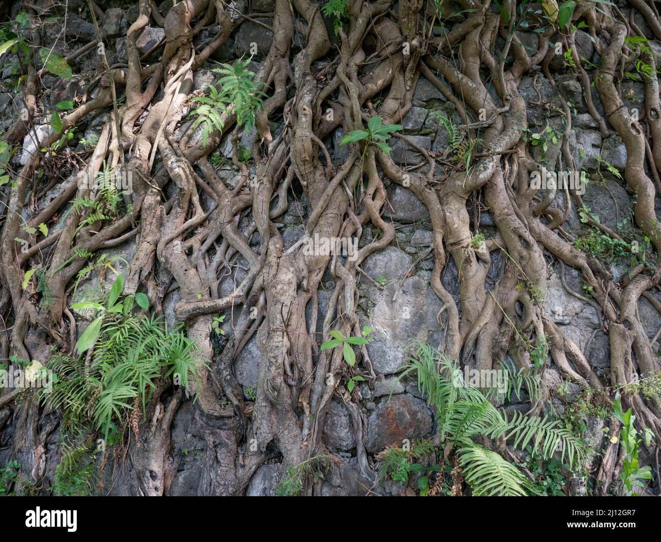 Multiple rootlets intertwined forming patterns on the ancient fort wall ...