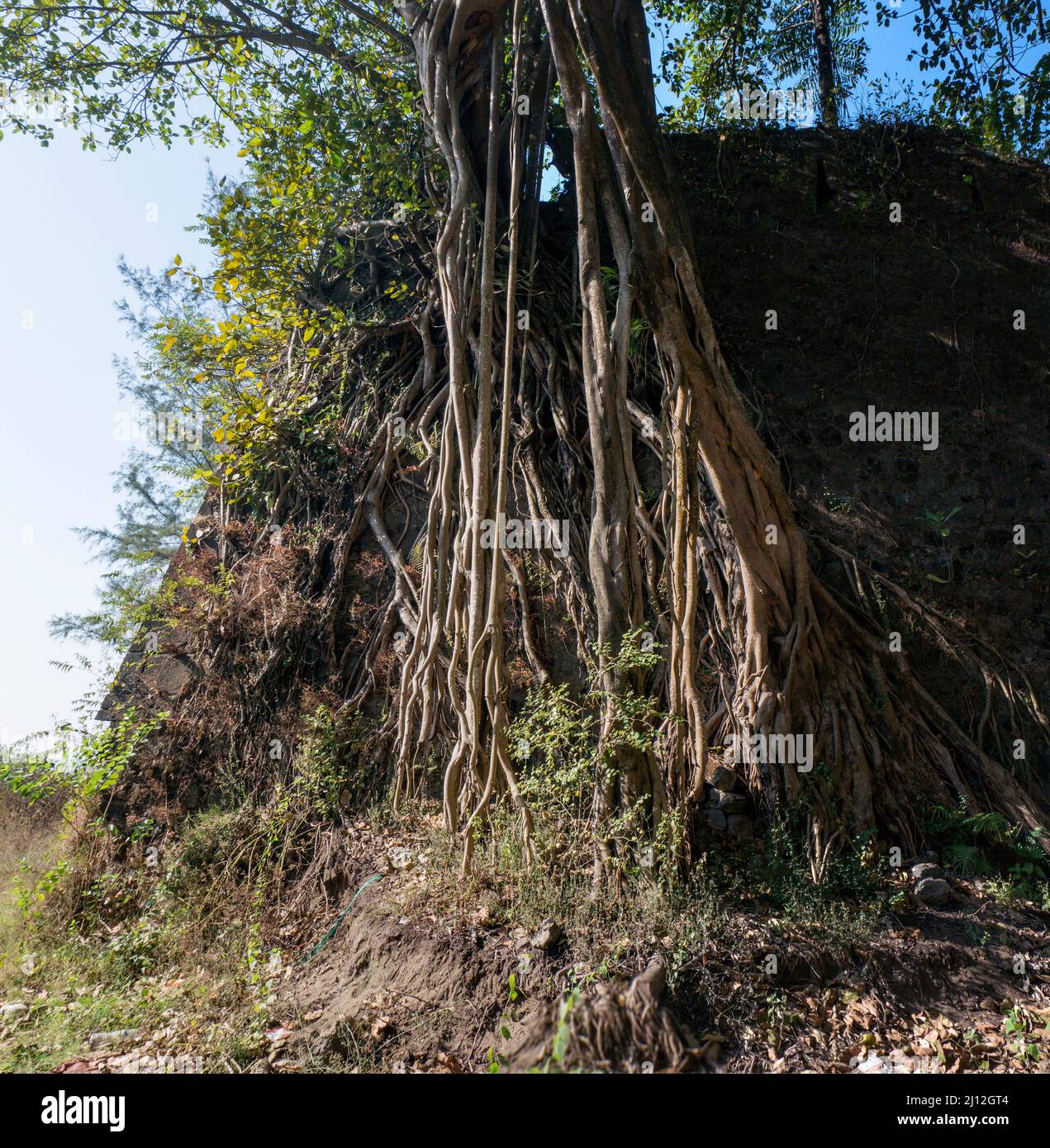 Multiple rootlets intertwined forming patterns on the ancient fort wall ...