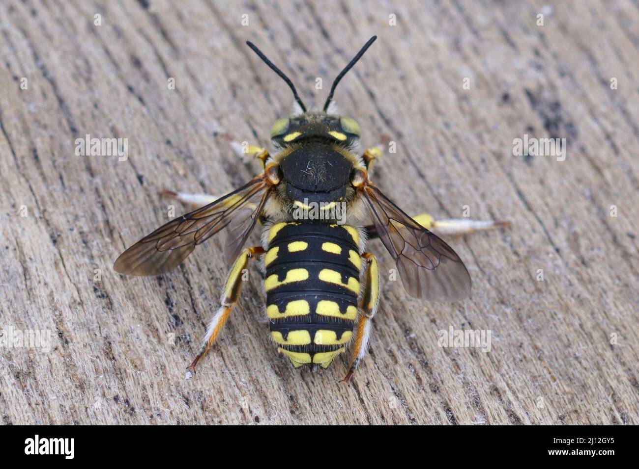 Dorsal closeup on a wasp mimicking solitary bee, Anthidium loti ...