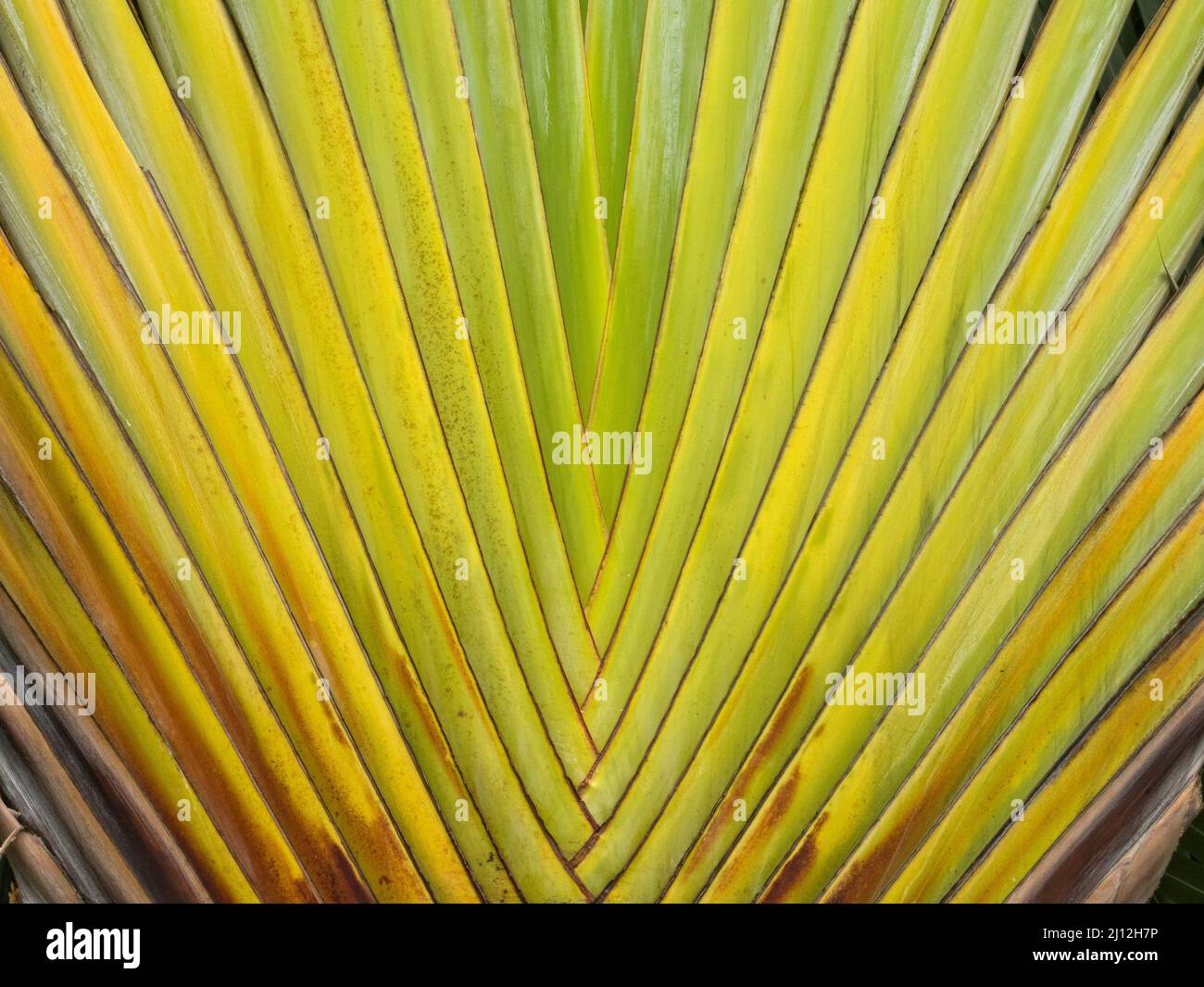 Palm leaves texture hi-res stock photography and images - Alamy