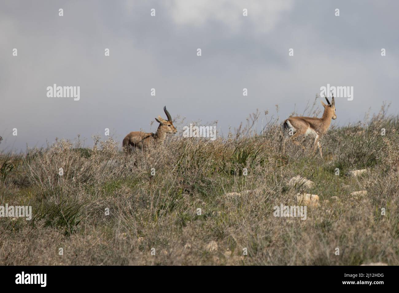 Beautiful Impala Antelope in African landscape and scenery Stock Photo ...