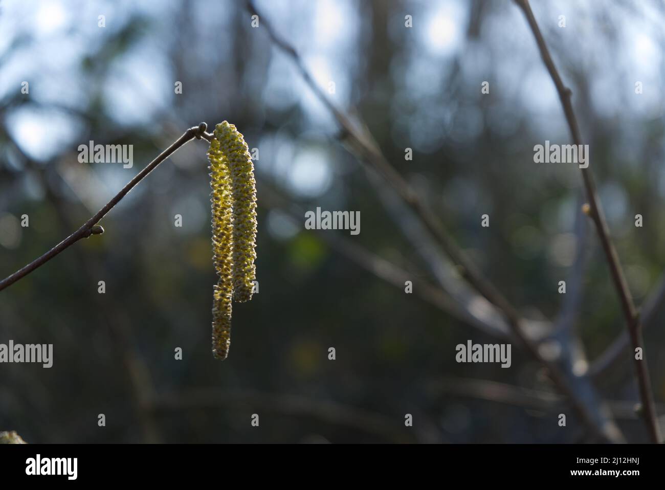 Natural view of hazelnut flower catkins on tree branch Stock Photo - Alamy