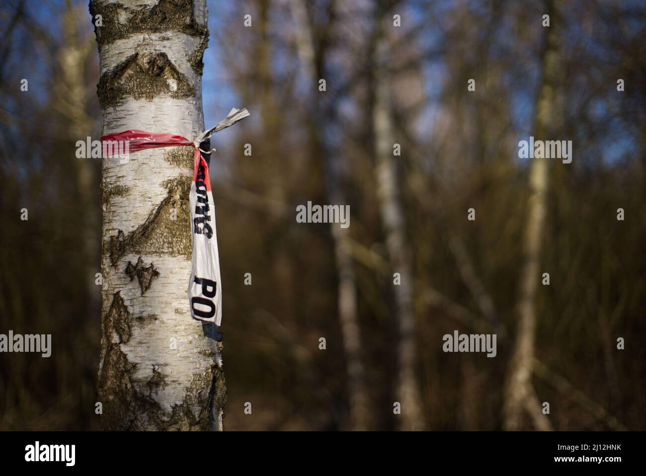 Closeup shot of a cut police tape around a tree during crime scene ...