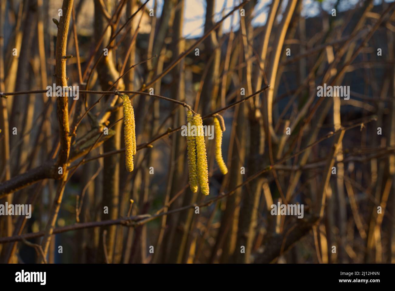 Natural view of hazelnut flower catkins on tree branch Stock Photo - Alamy