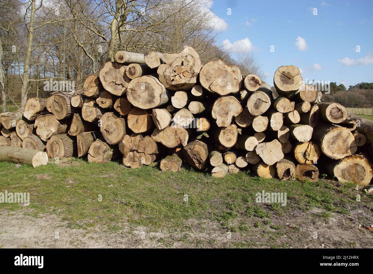Harvesting of firewood or timber wood industry. A pile of sawn tree ...