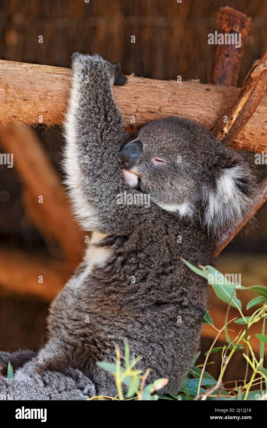 Mammals / A Koala snoozing at the Ballarat Wildlife Park in Ballarat ...