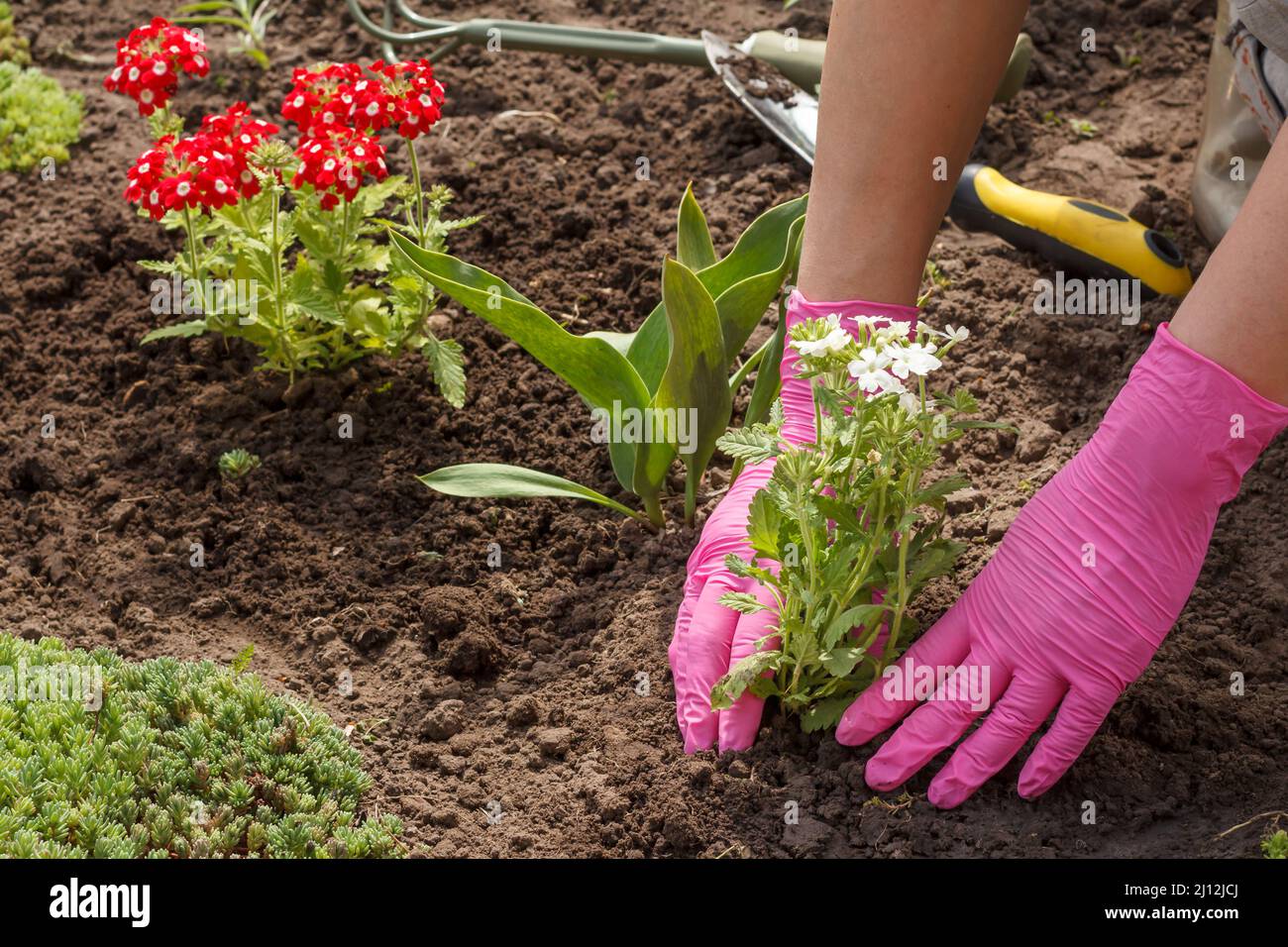 Gardener is planting white verbena flowers in the garden bed. Flower ...