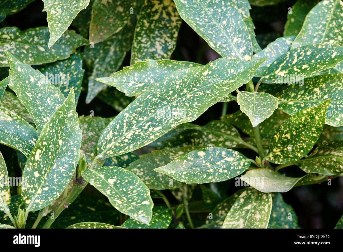 Green spotted leaves of Gold Dust Aucuba Plant, Aucuba japonica ...