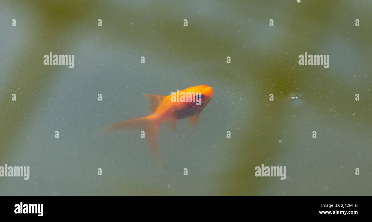 Gold fish hi-res stock photography and images - Alamy