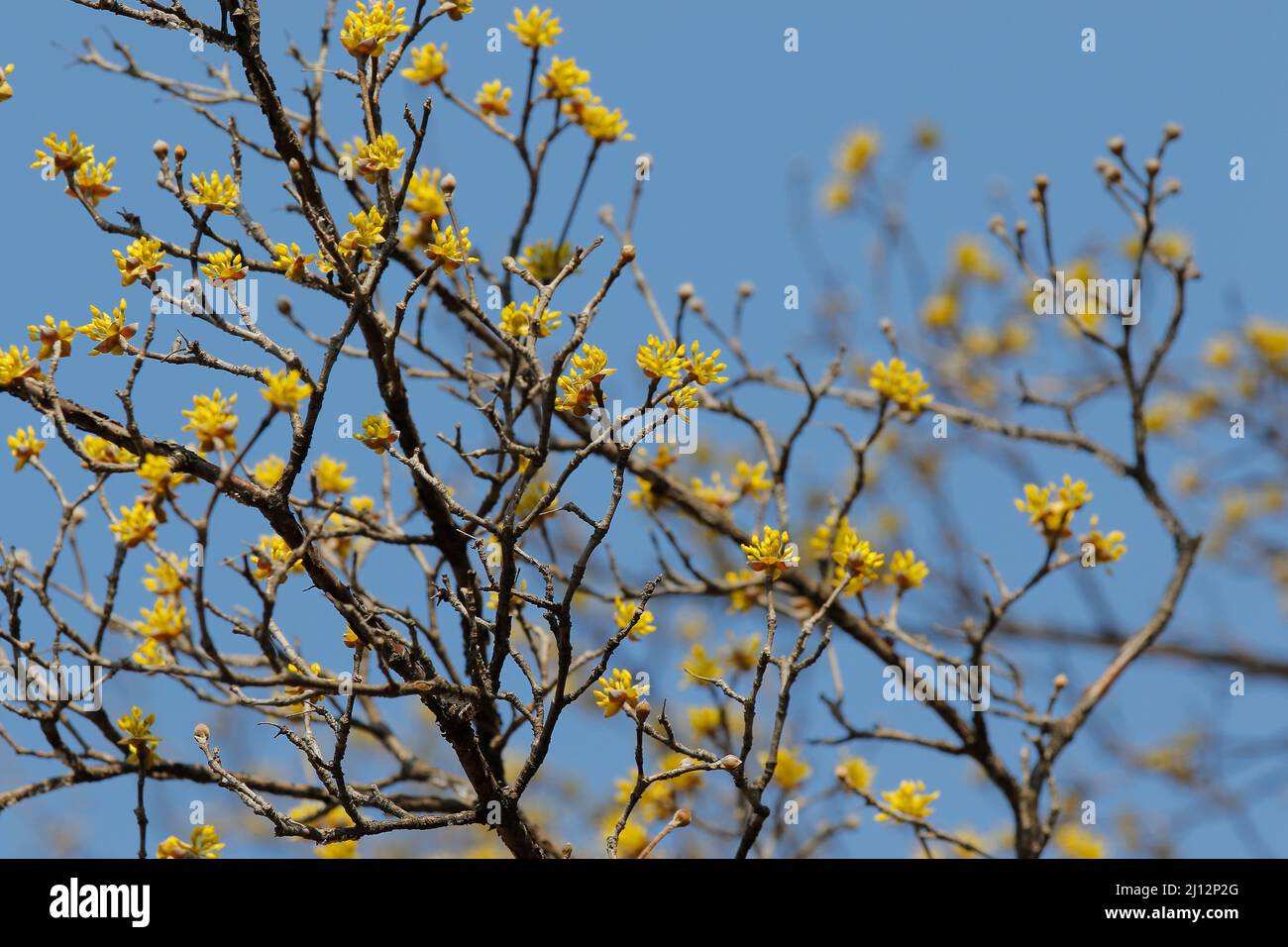 Bonghwa, Gyeongbuk, South Korea. 22nd Mar, 2022. March 22, 2022-Bonghwa ...
