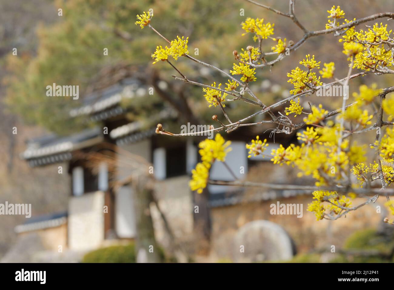 Bonghwa, Gyeongbuk, South Korea. 22nd Mar, 2022. March 22, 2022-Bonghwa ...