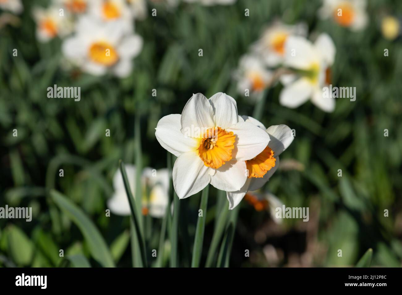 Bunch-flowered Daffodil aka Amaryllidaceae Stock Photo - Alamy
