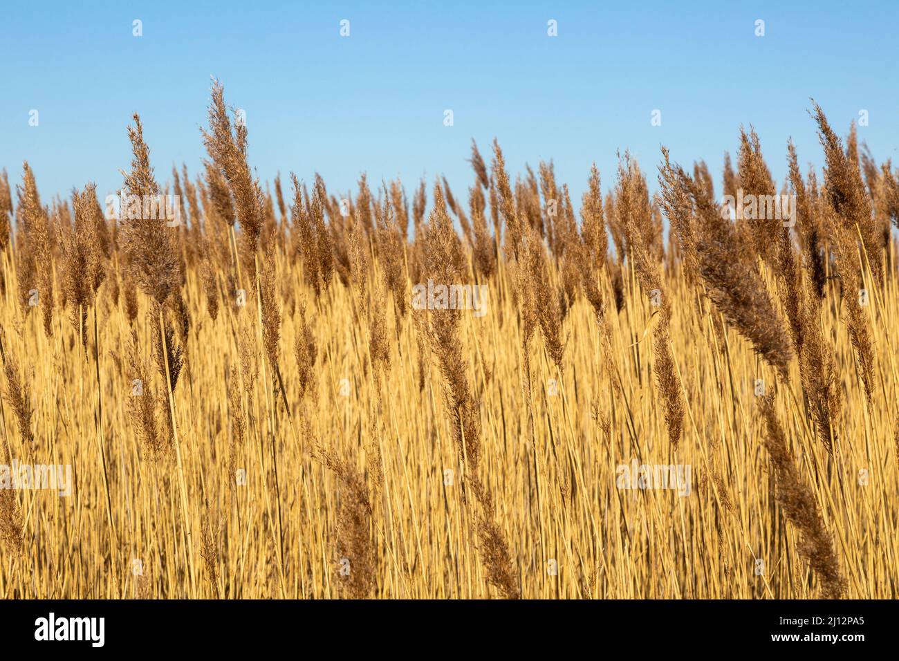 Seed heads of Norfolk Reed or Common Reed (Phragmites australis ...
