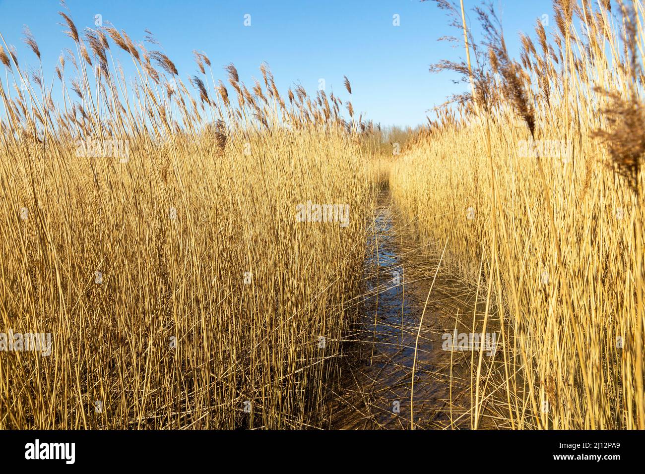 Norfolk Reed or Common Reed (Phragmites australis) wetland plant ...
