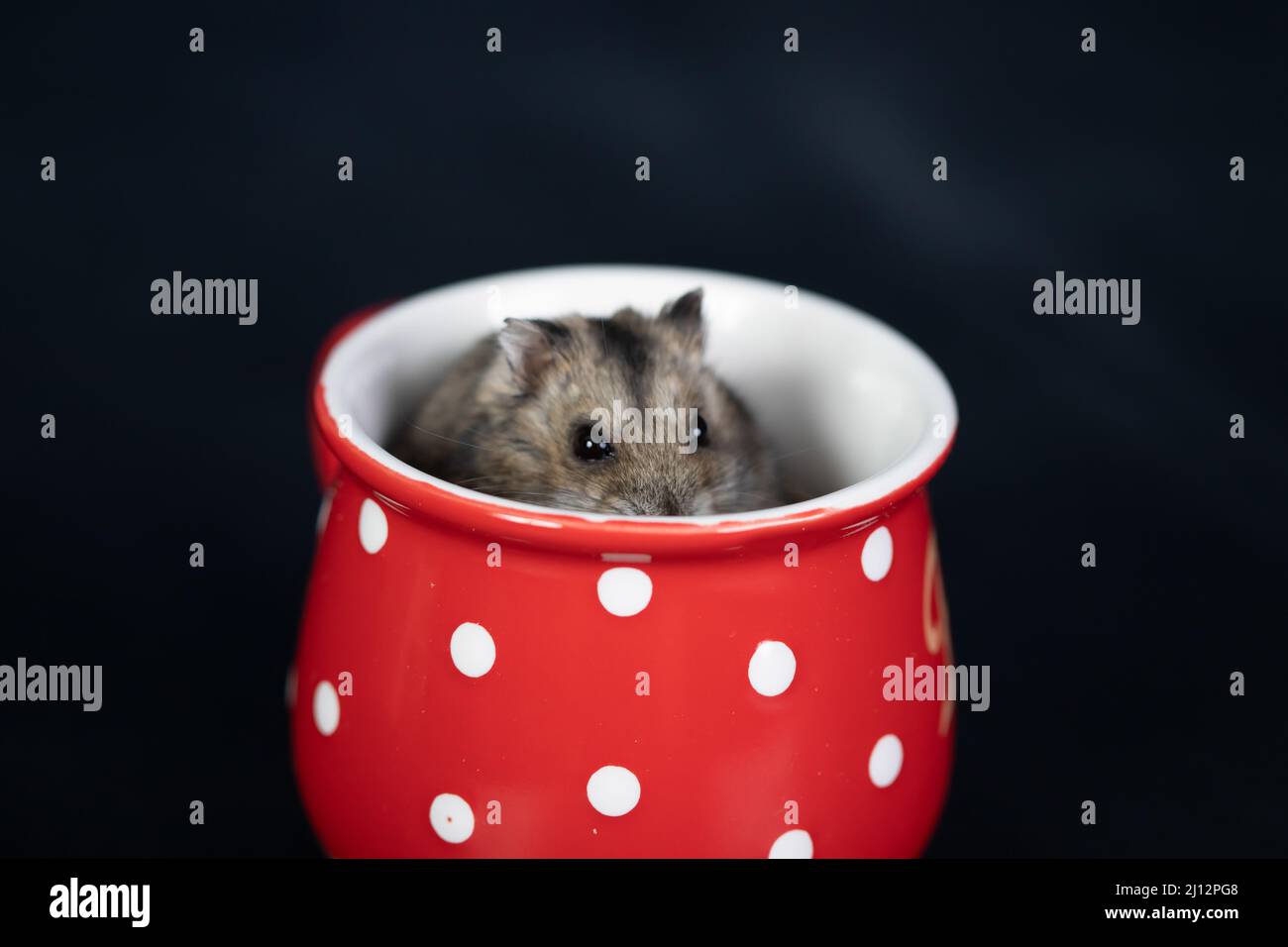 Funny little hamster in a red coffee cup. Good morning and coffee ...