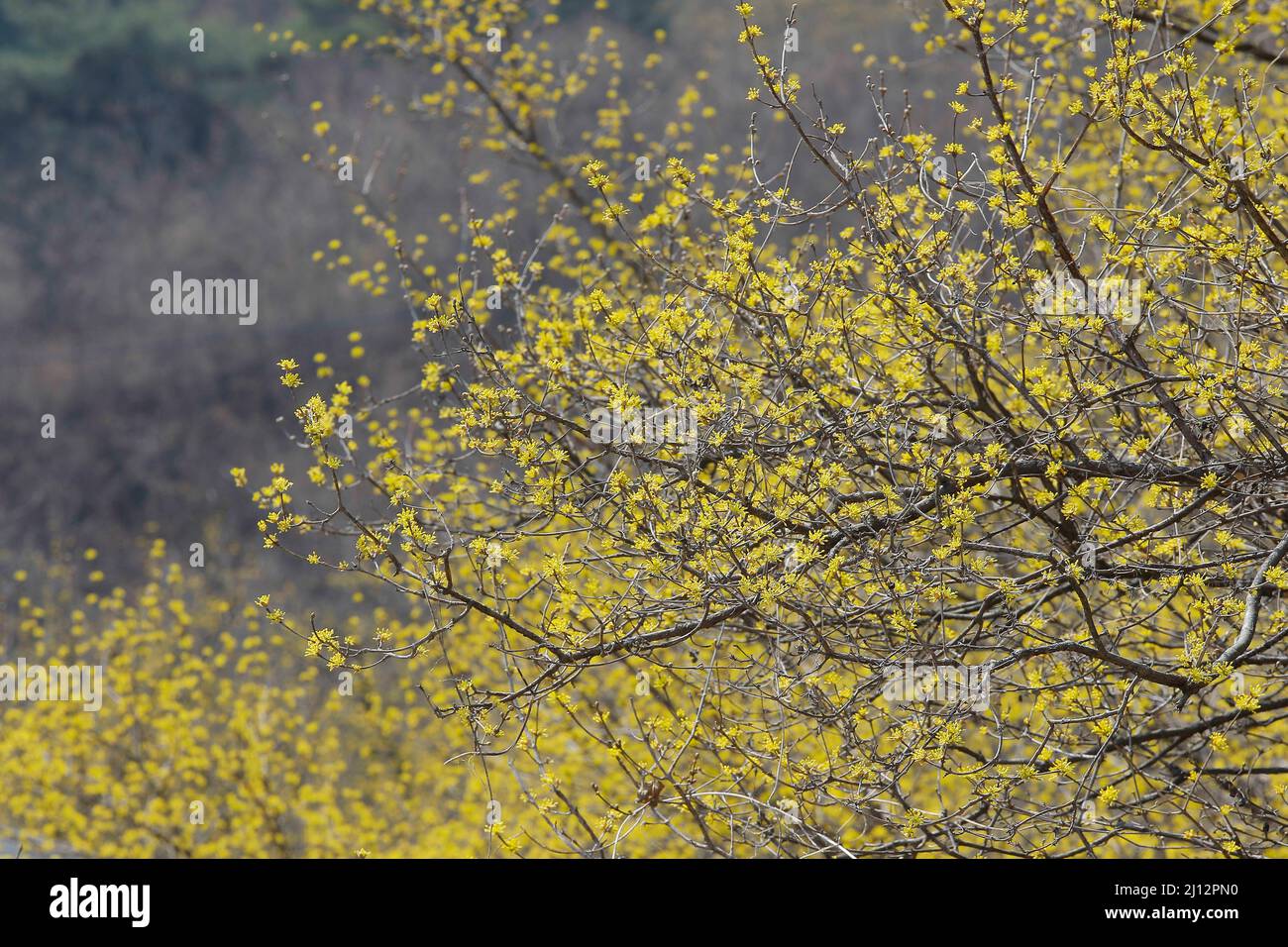Bonghwa, Gyeongbuk, South Korea. 22nd Mar, 2022. March 22, 2022-Bonghwa ...