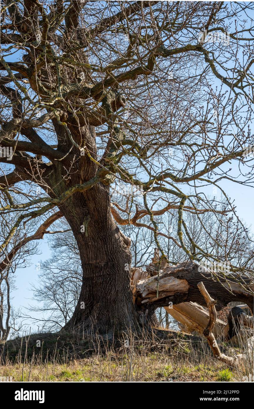 Trunk old dry tree against hi-res stock photography and images - Alamy
