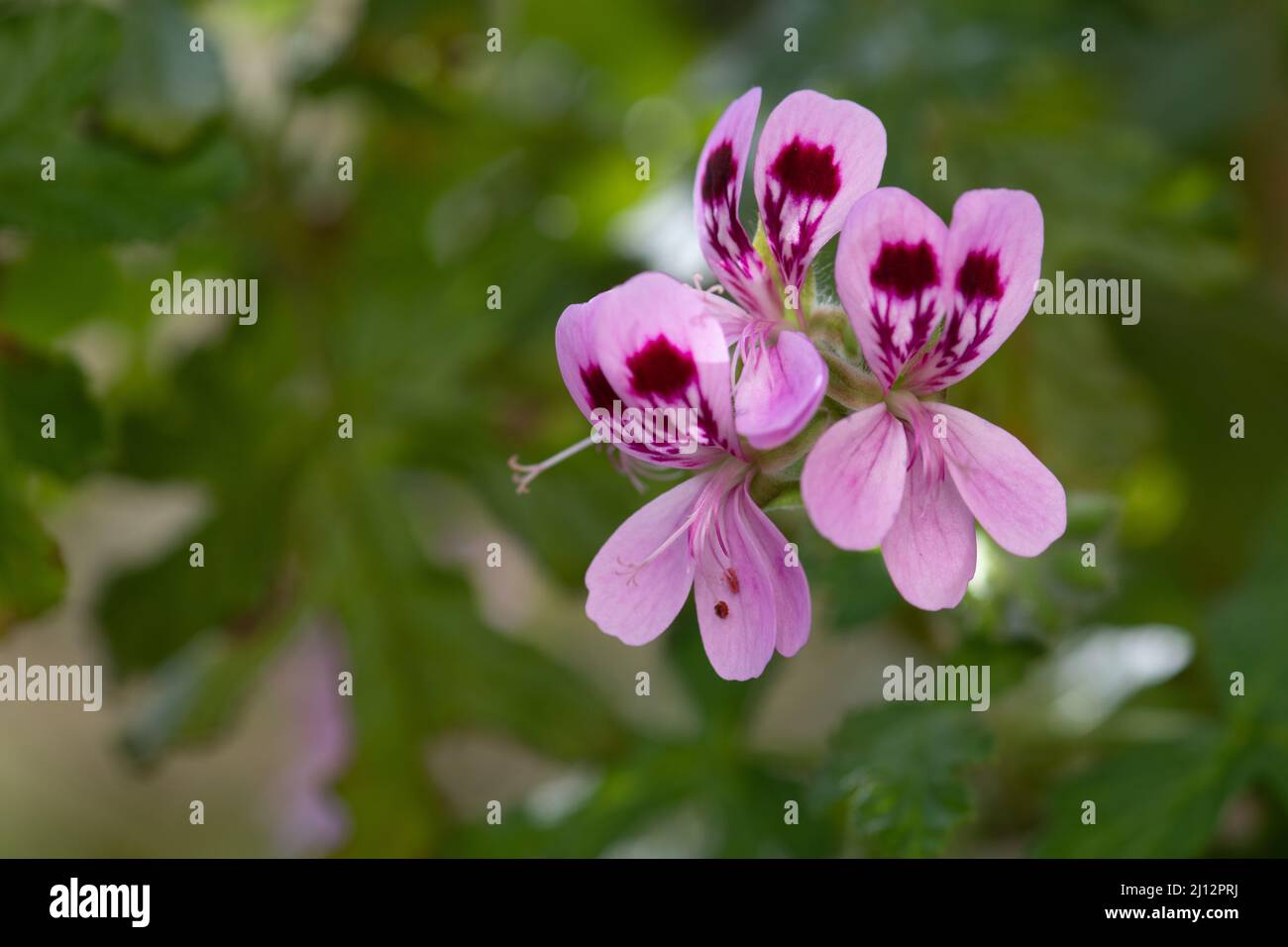 Oakleaf Geranium aka Pelargonium quercifolium Stock Photo - Alamy