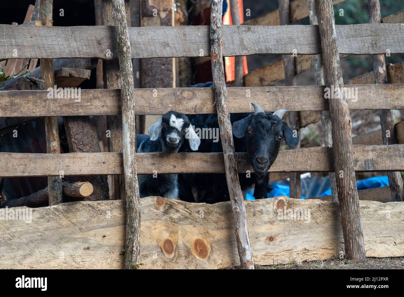 Two goats heads hi-res stock photography and images - Alamy