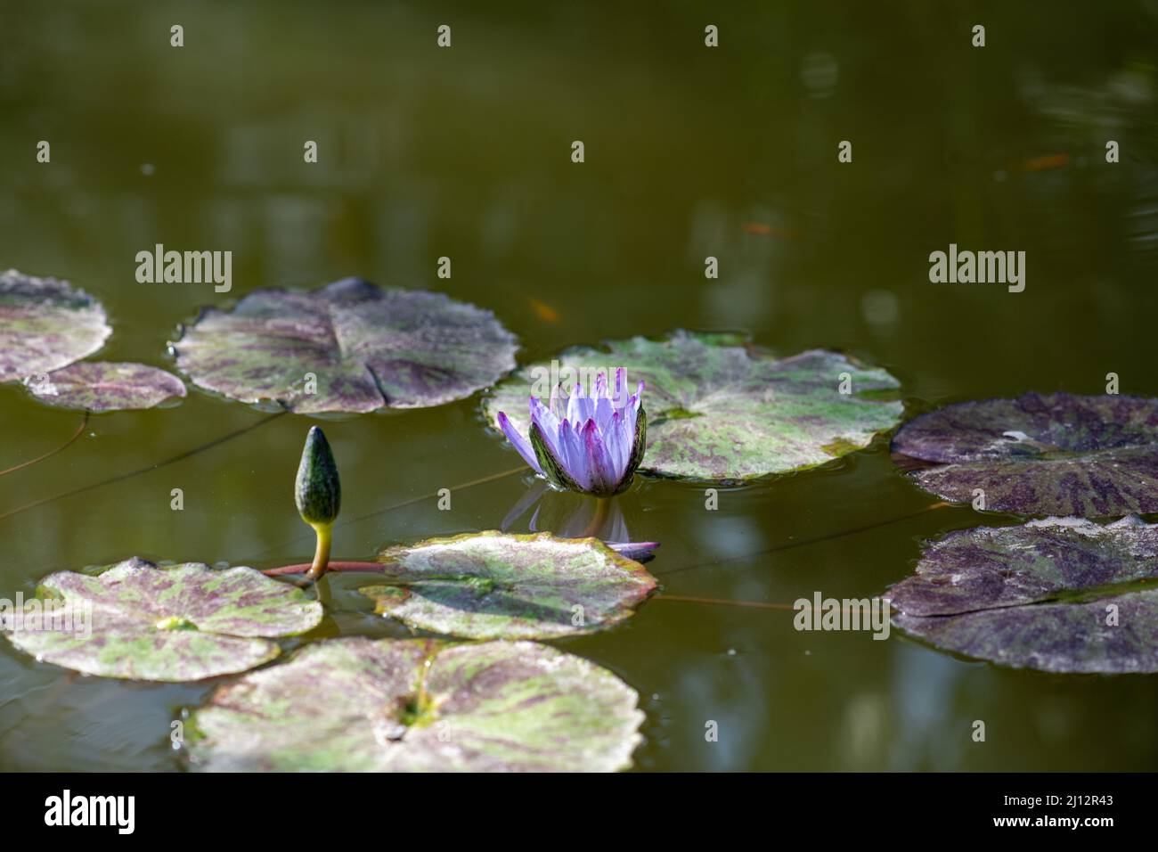 Nymphaea 'Ruby Star' Stock Photo - Alamy