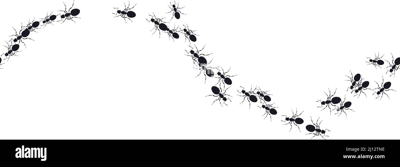 Colony ants. Seamless pattern insects ant on white. Workers ants marching, teamwork. Insects in ...