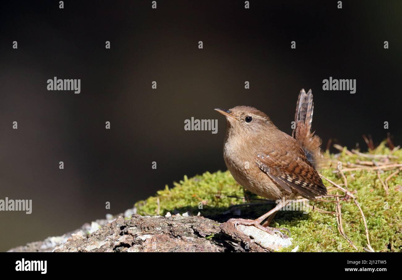 Eurasian wren standing on moss with lifted tail Stock Photo - Alamy