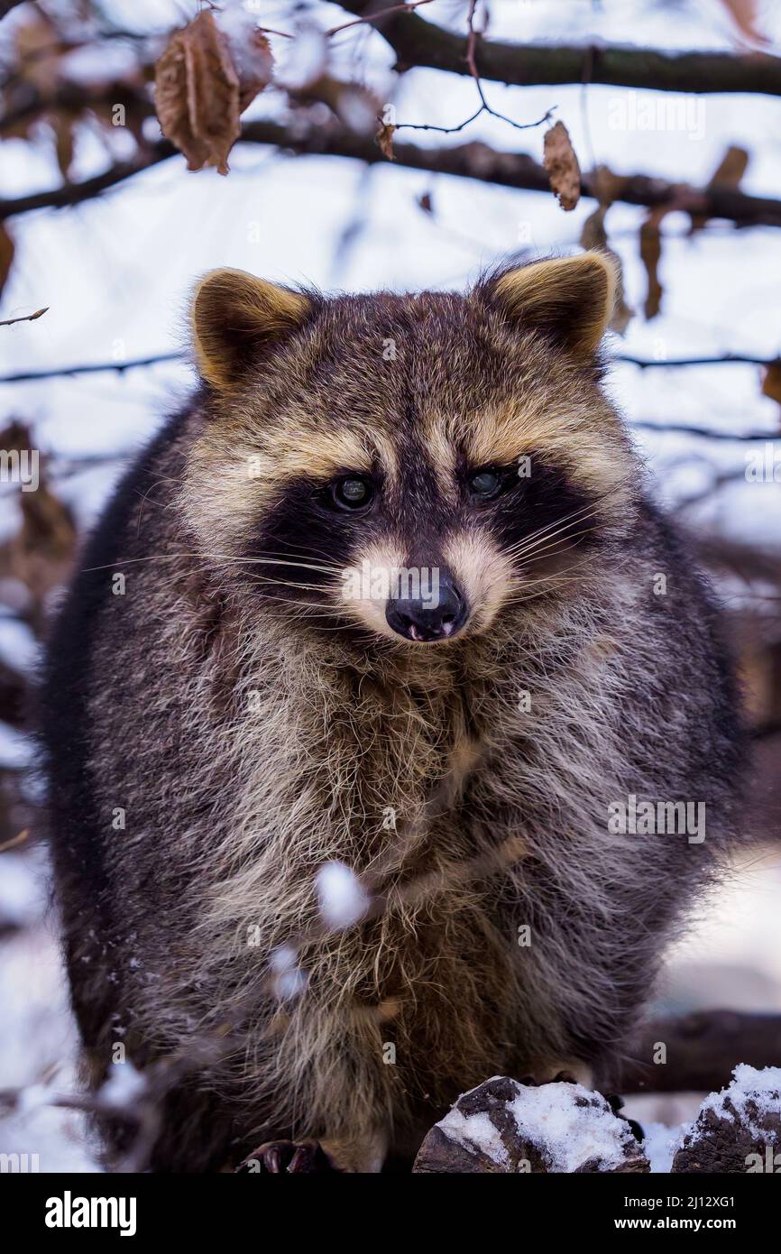 Raccoon (Procyon lotor) in winter. Also known as the North American ...