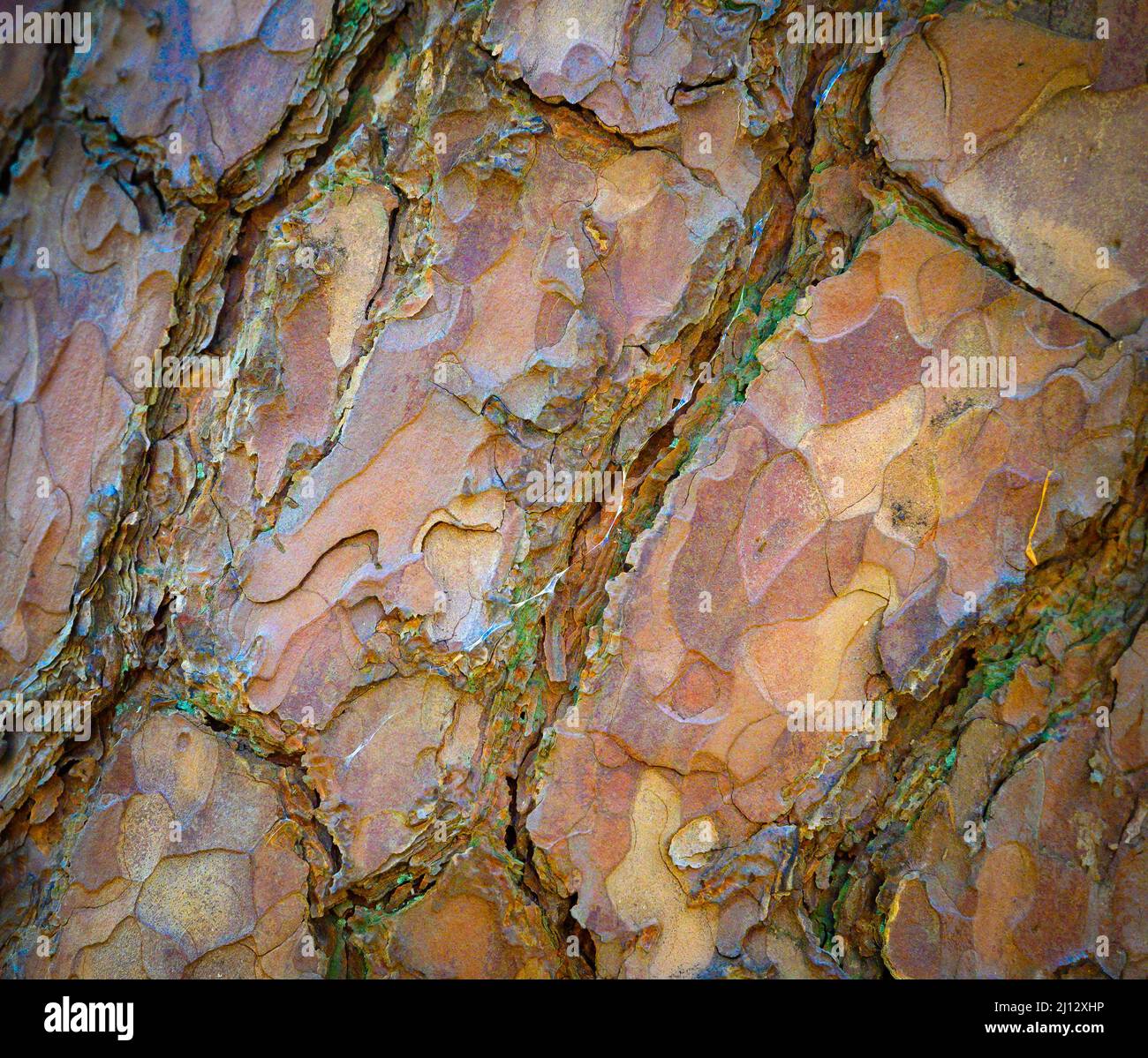Edinburgh, Scotland, UK - Colourful tree bark patterns Stock Photo - Alamy